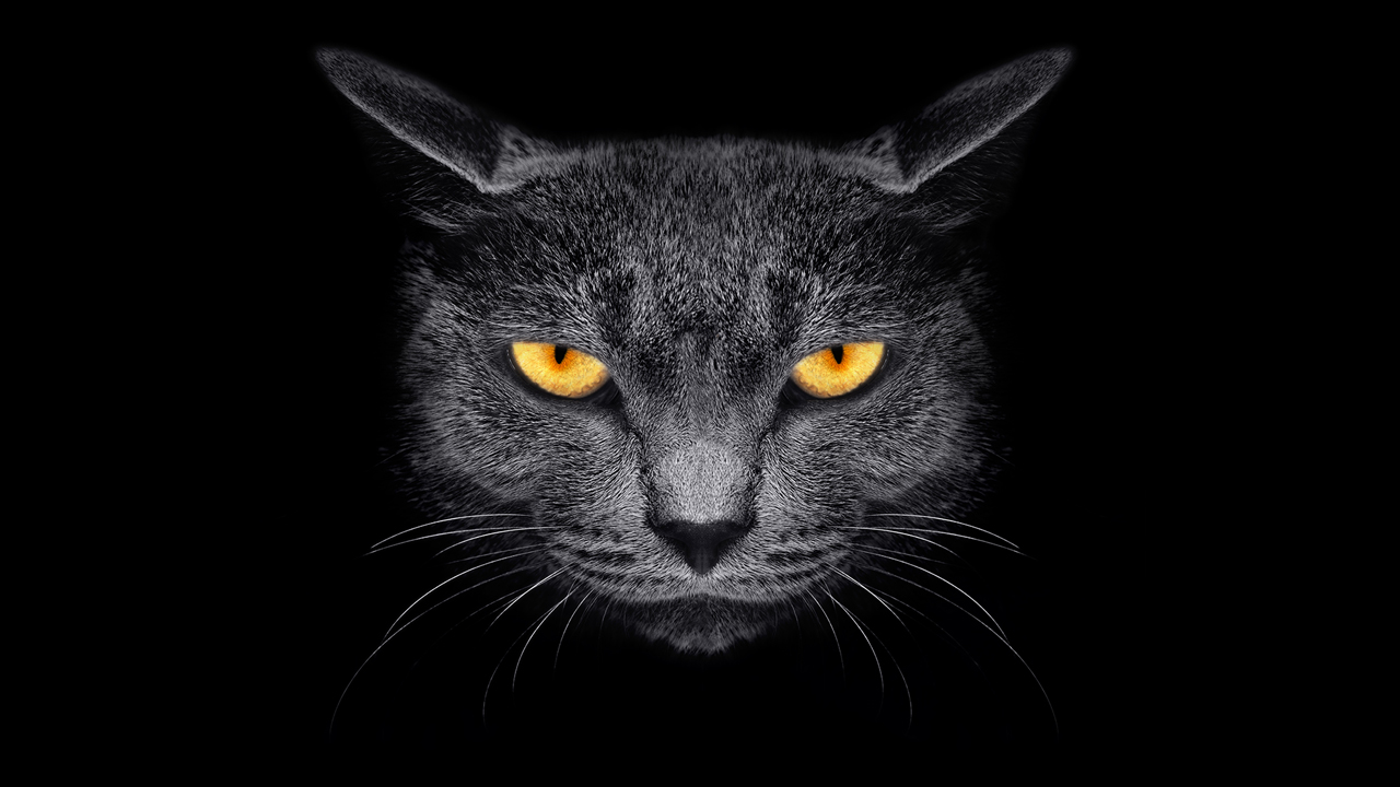 Rule the World Cat HiQ Theme en PS4 | PlayStation™Store oficial Colombia